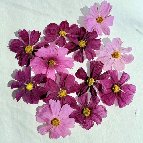 12 Flower Heads – Polly's Petals